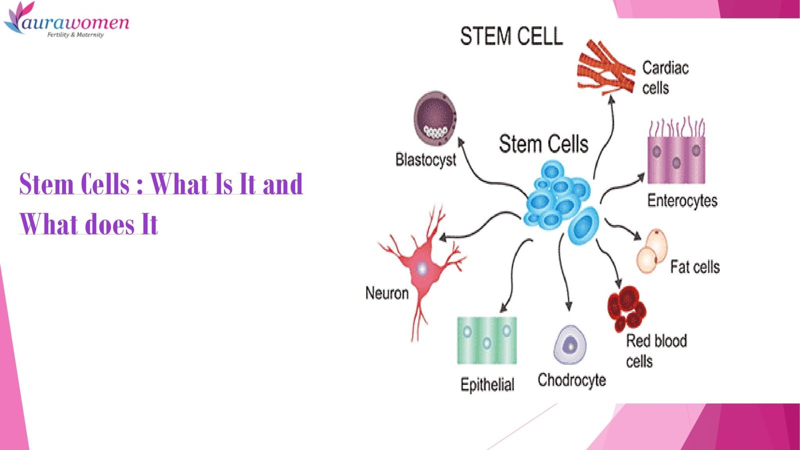Stem Cells: What Is It and What does It | Aurawomen