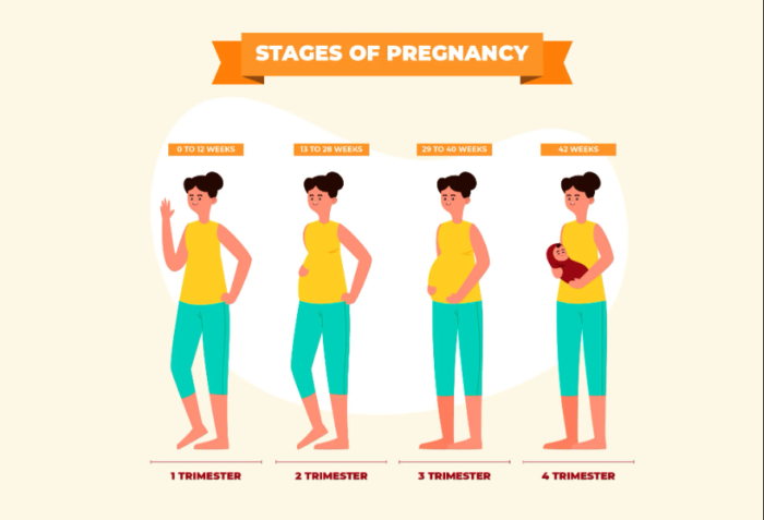 What Are The Stages Of The Maternity Cycle? | Aurawomen