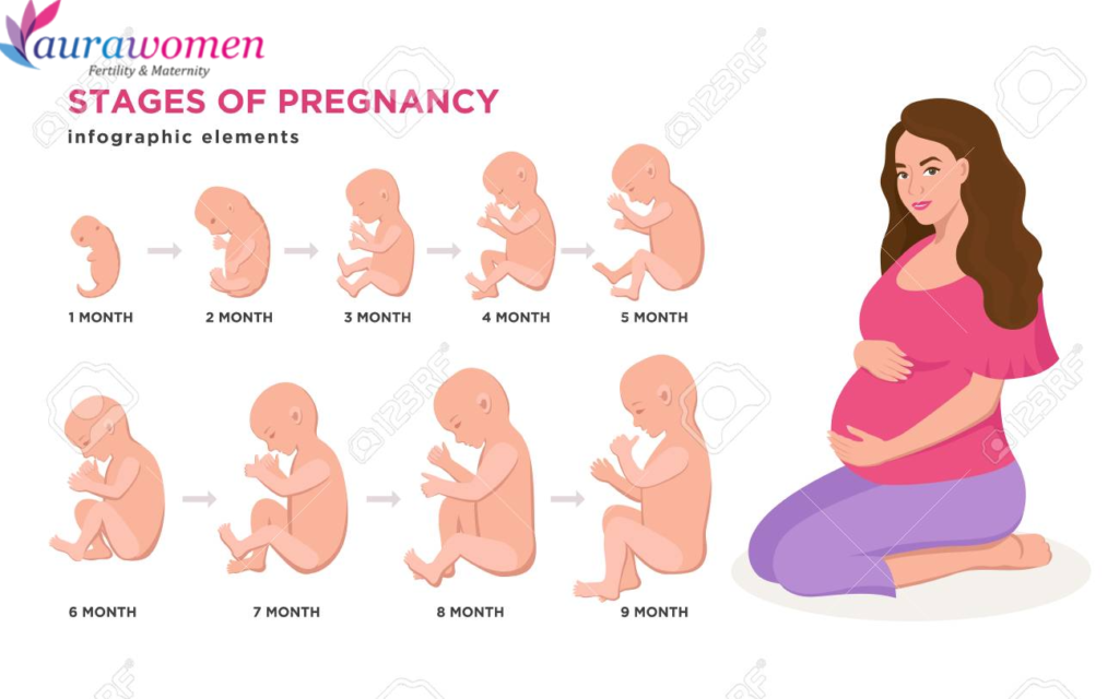 What Are The Stages Of The Maternity Cycle? | Aurawomen