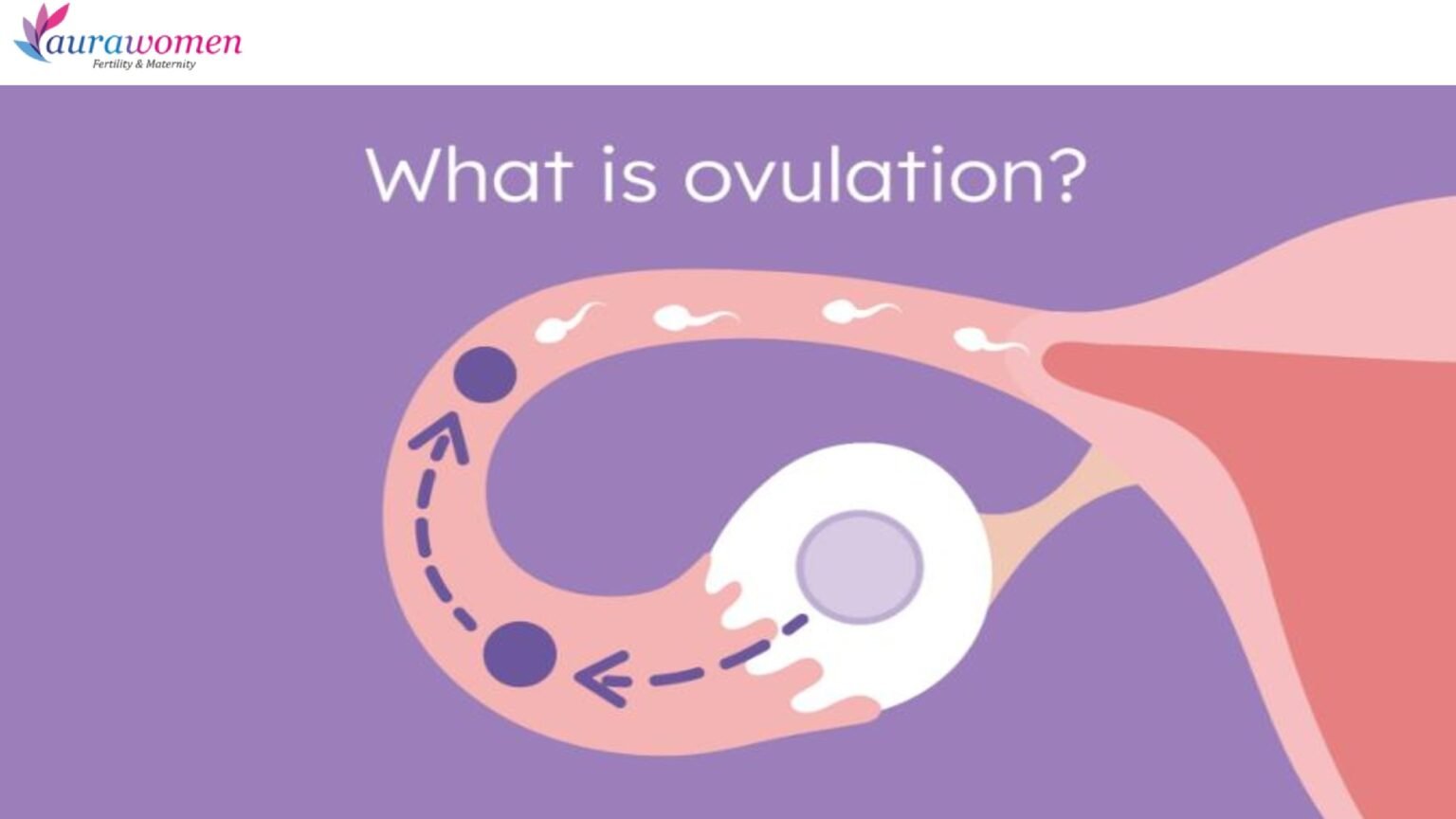 Ovulation Meaning in Hindi | Aurawomen